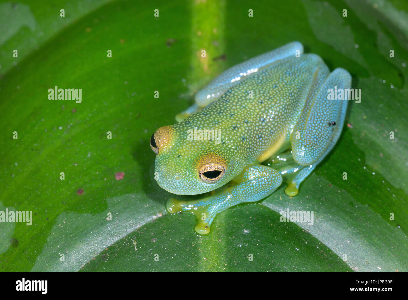 Granular Glass Frog, “Cochranella granulosa”-Costa Rica Stock Photo - Alamy