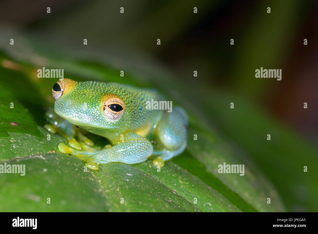 Granular Glass Frog, “Cochranella granulosa”-Costa Rica Stock Photo - Alamy