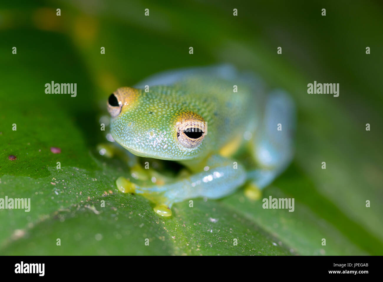 Granular Glass Frog, “Cochranella granulosa”-Costa Rica Stock Photo - Alamy
