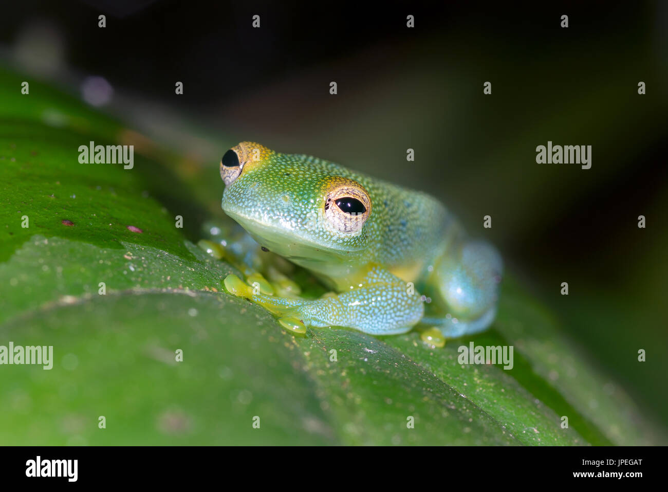 Granular Glass Frog, “Cochranella granulosa”-Costa Rica Stock Photo - Alamy