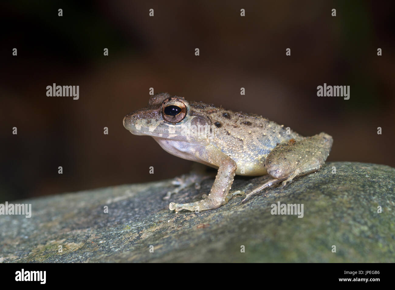 Common Rain Frog, "Craugastor fitzingeri”-Greentique Wildlife Refuge ...