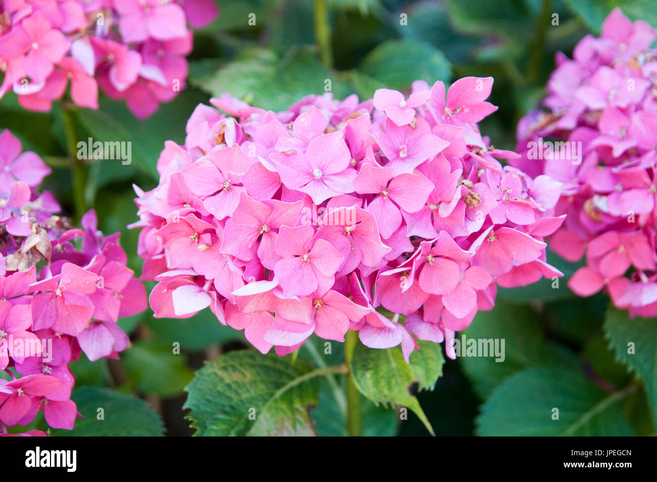 Large inflorescence flowering head hi-res stock photography and images ...