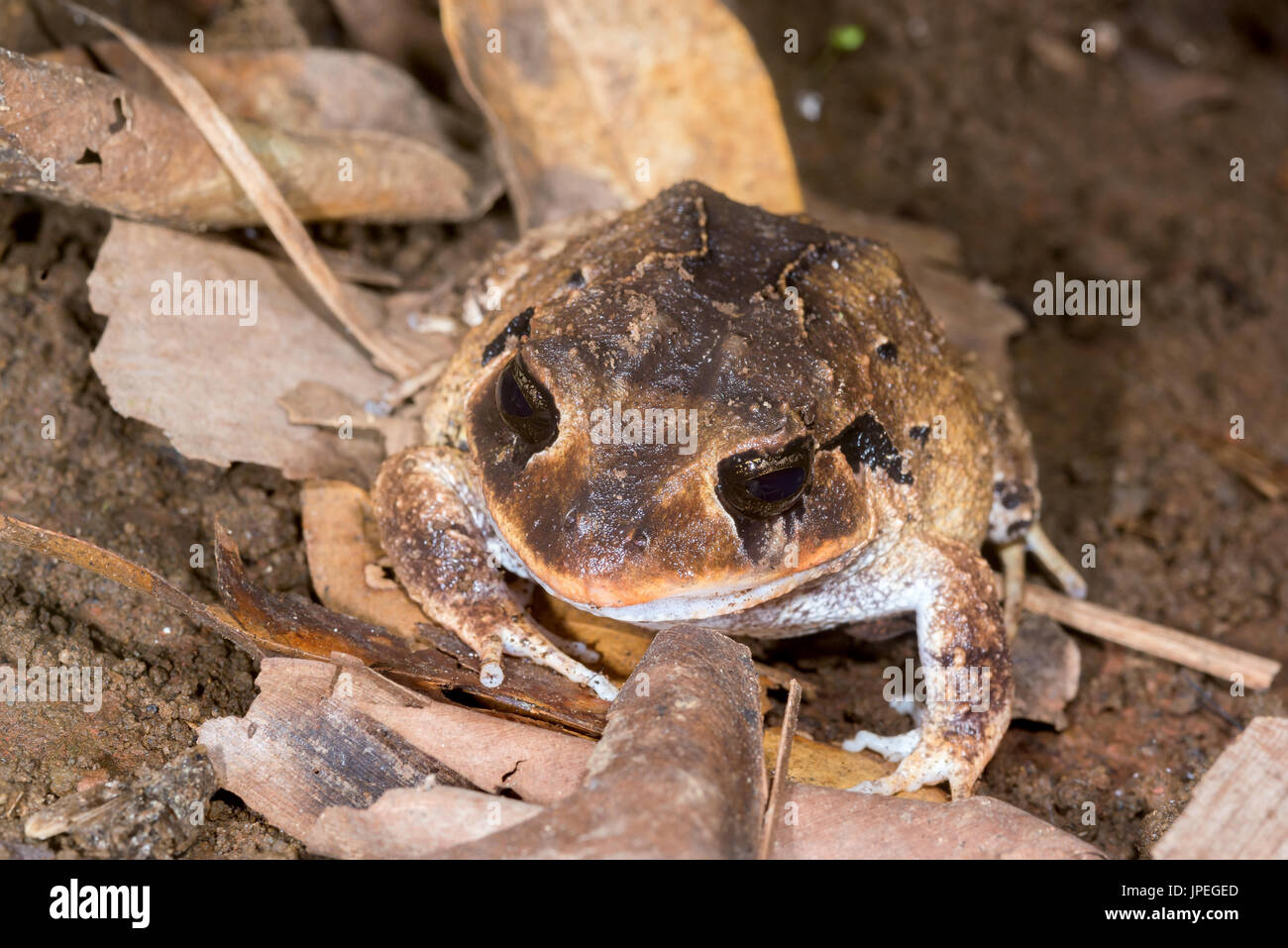 Broad-headed Rain Frog, “Craugastor megacephalus"-Costa Rica Stock ...