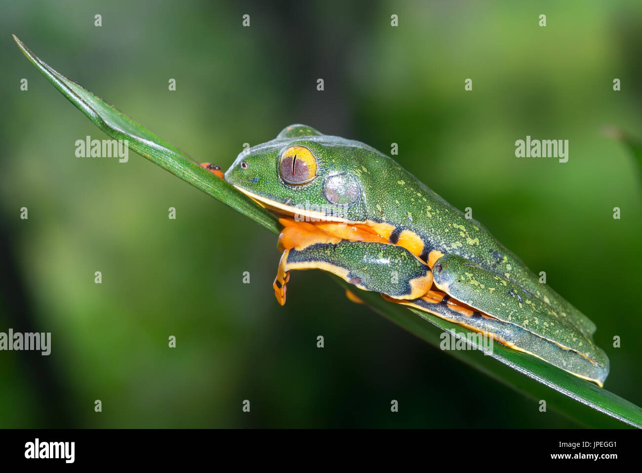 Splendid Leaf Frog, “Cruziohyla calcarifer”-Sarapiqui, Costa Rica Stock ...