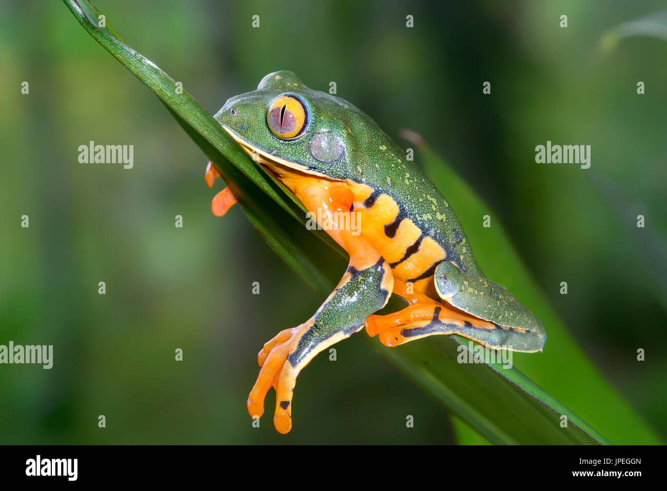 Splendid Leaf Frog, “Cruziohyla calcarifer”-Sarapiqui, Costa Rica Stock ...