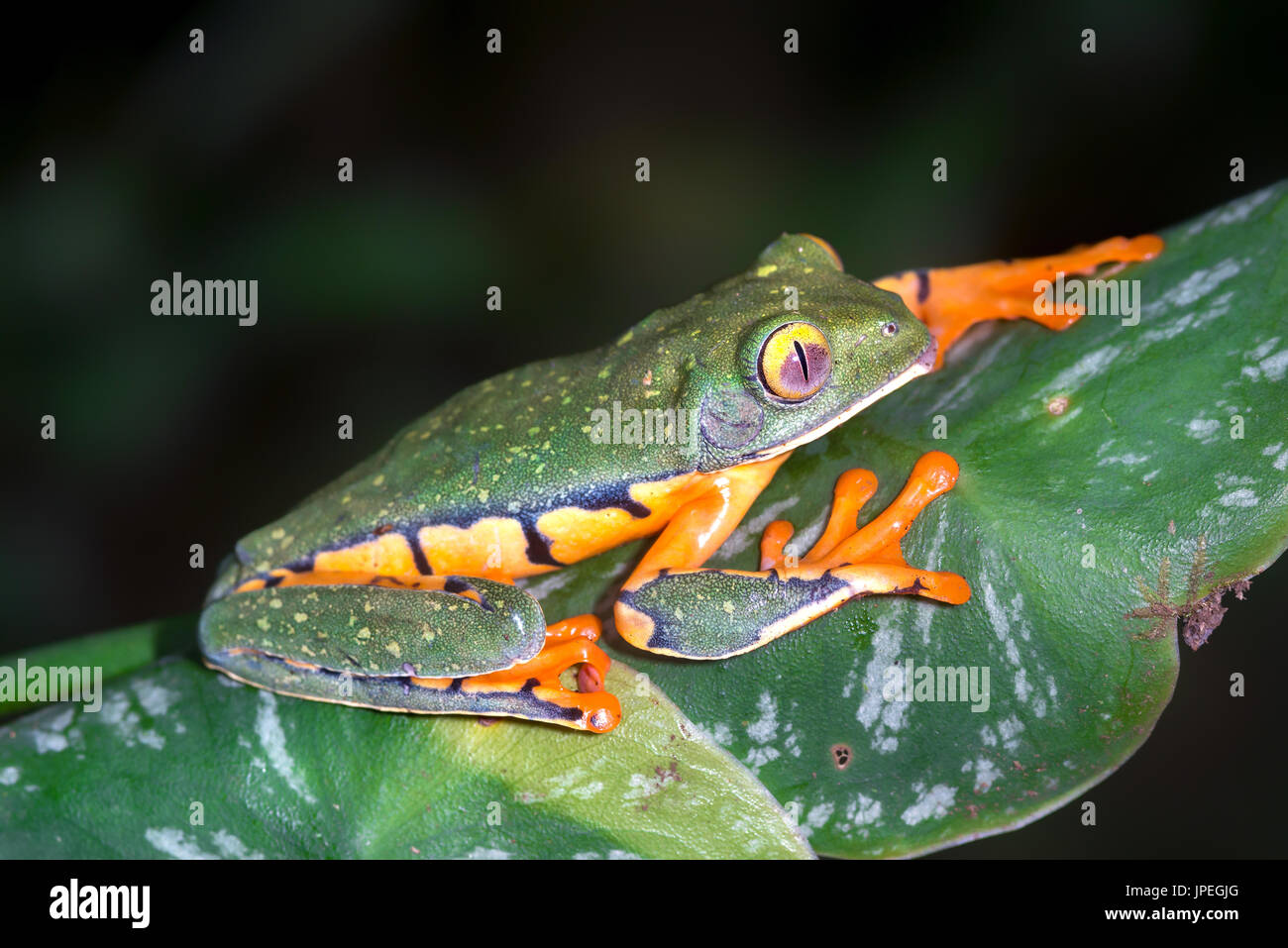 Splendid Leaf Frog