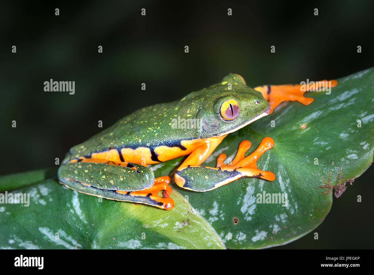 Splendid Leaf Frog, “Cruziohyla calcarifer”-Sarapiqui, Costa Rica Stock ...