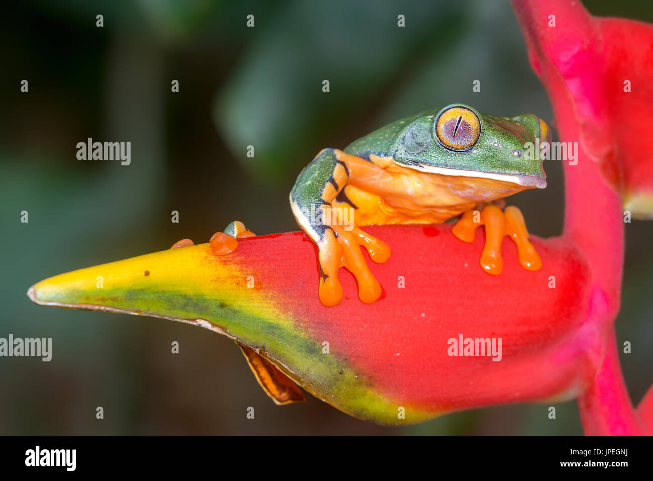 Splendid Leaf Frog, “Cruziohyla calcarifer”-Sarapiqui, Costa Rica Stock ...