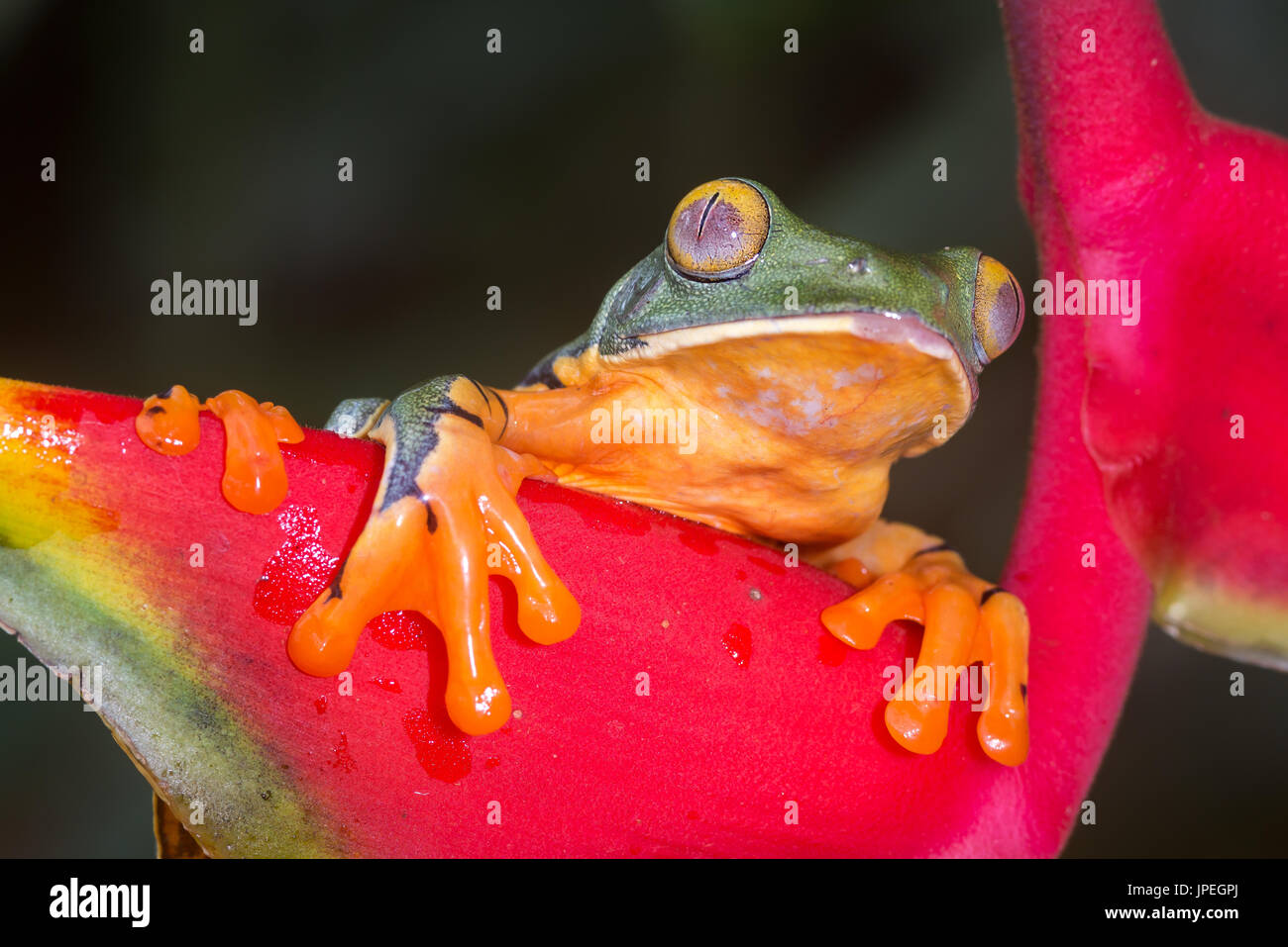 Splendid Leaf Frog, “Cruziohyla calcarifer”-Sarapiqui, Costa Rica Stock Photo - Alamy