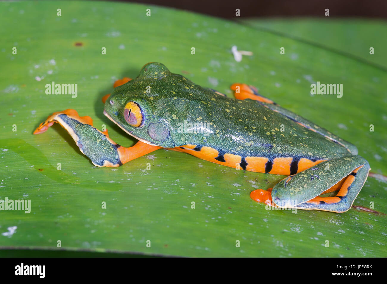 Splendid Leaf Frog, “Cruziohyla calcarifer”-Sarapiqui, Costa Rica Stock ...