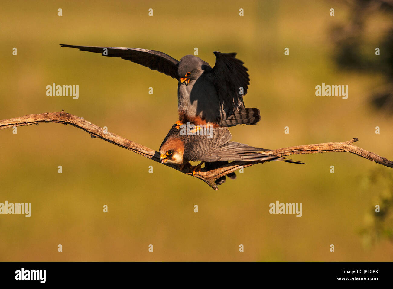 Red-footed falcon Falco vespertinus pair mating near Tiszaalpar ...