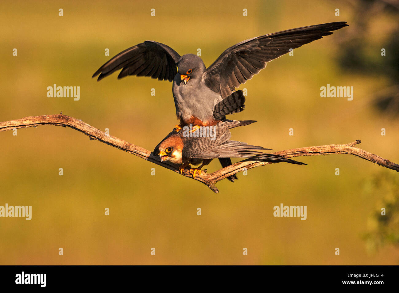 Red-footed falcon Falco vespertinus pair mating near Tiszaalpar ...