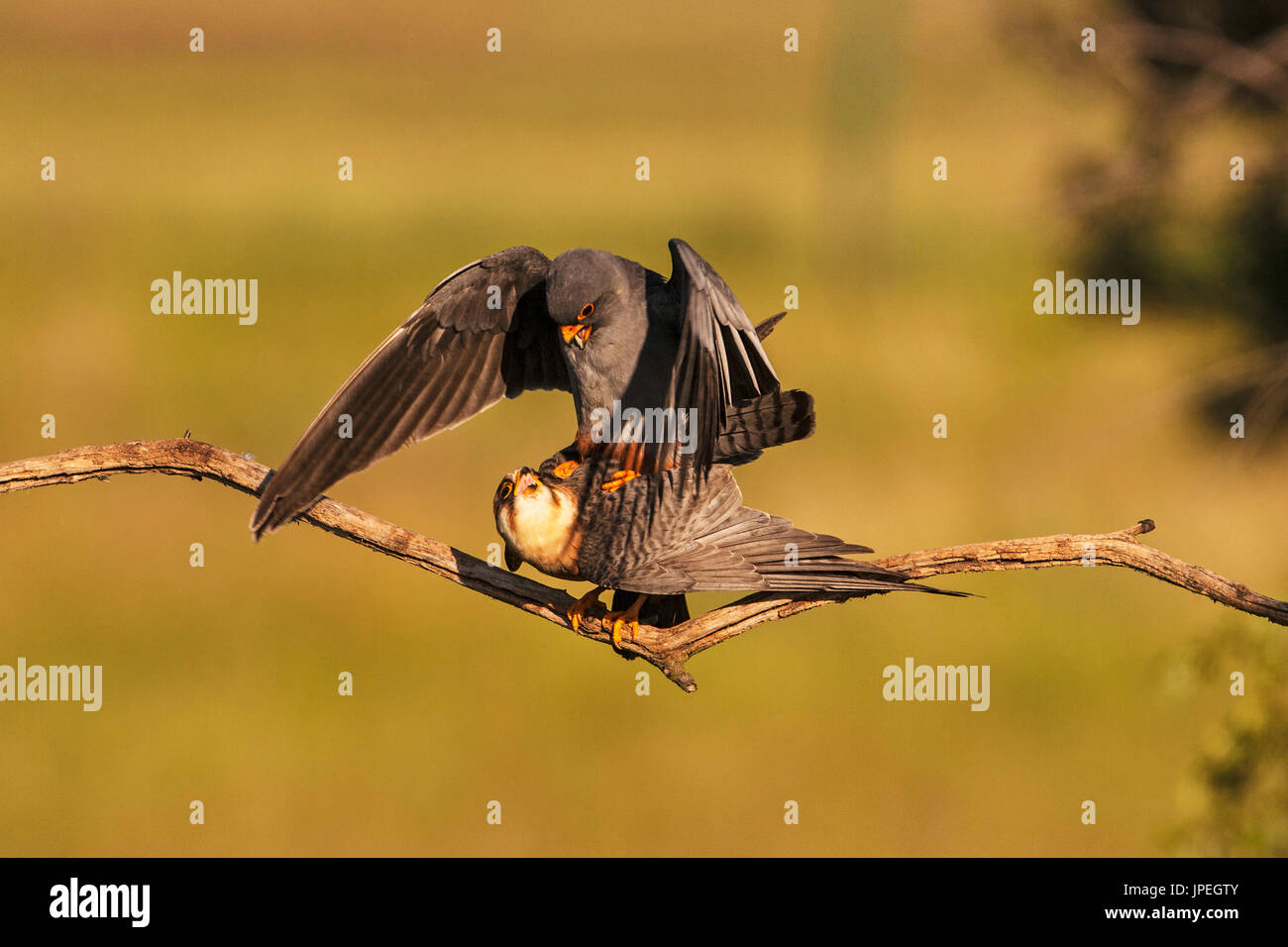 Red-footed falcon Falco vespertinus pair mating near Tiszaalpar ...