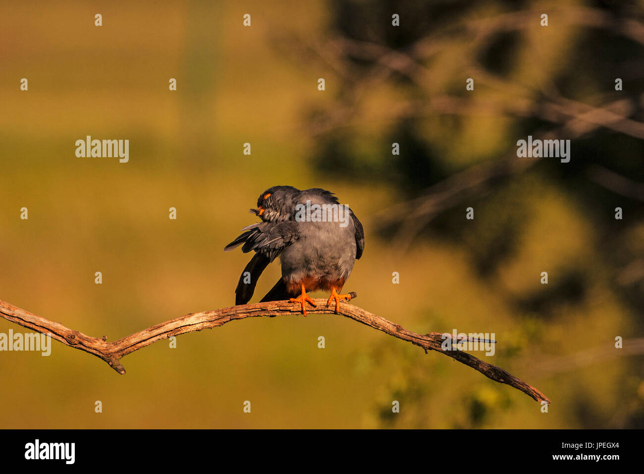Red-footed falcon Falco vespertinus male preening near Tiszaalpar ...