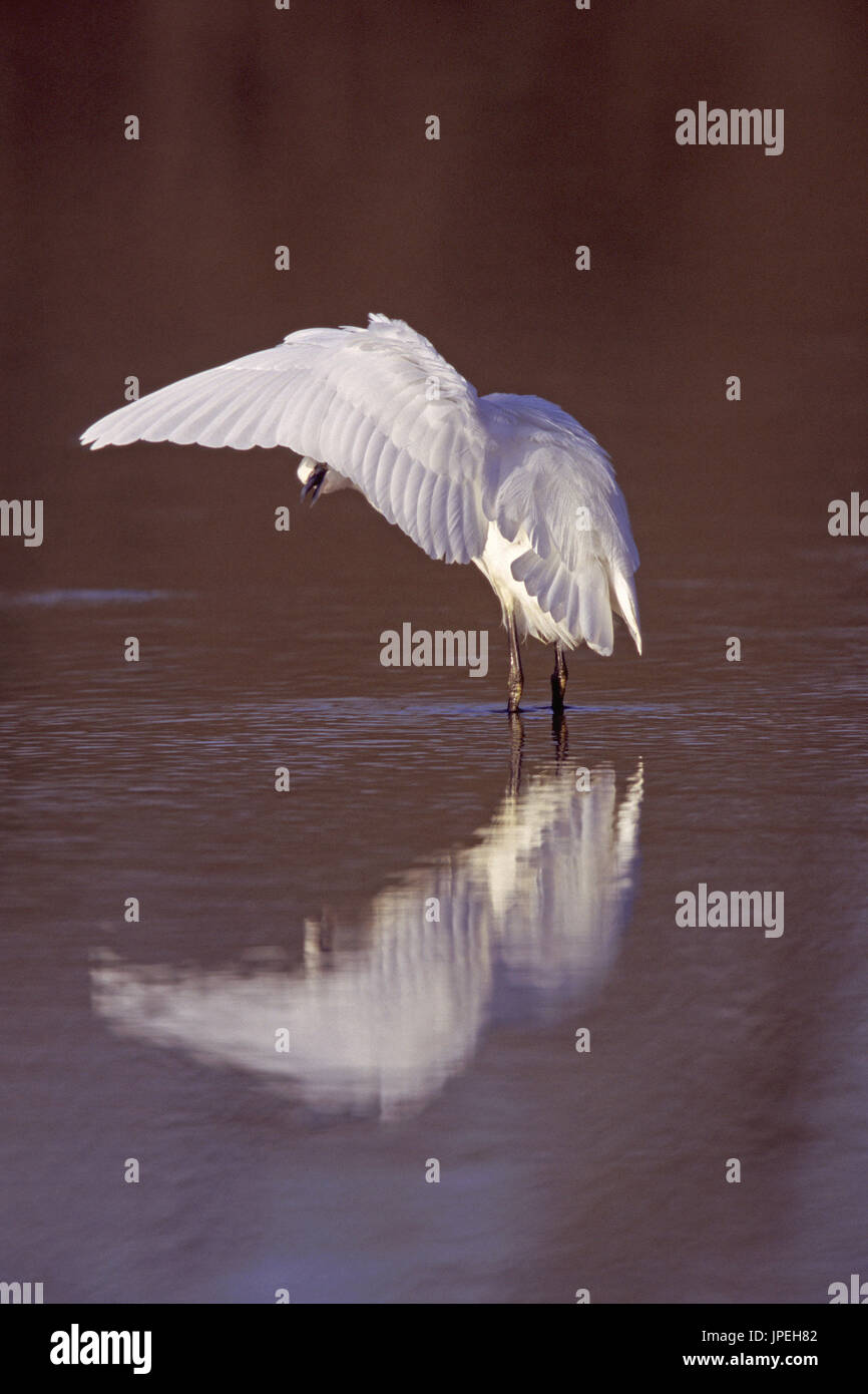 Little egret Egretta garzetta preening River Avon near Ringwood ...