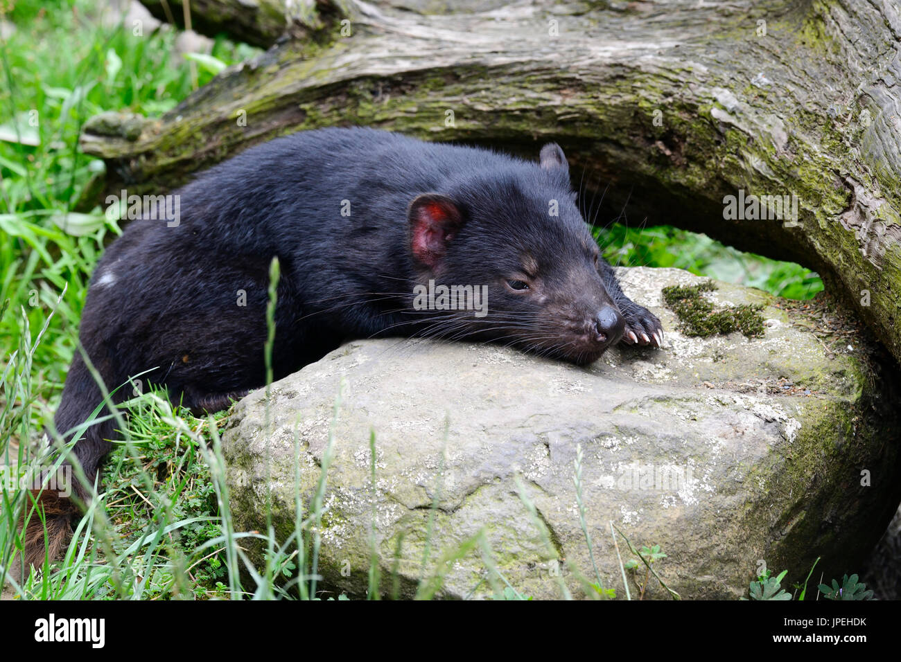 Tasmanian devil at the Tasmanian Devil Sanctuary at Cradle Mountain ...