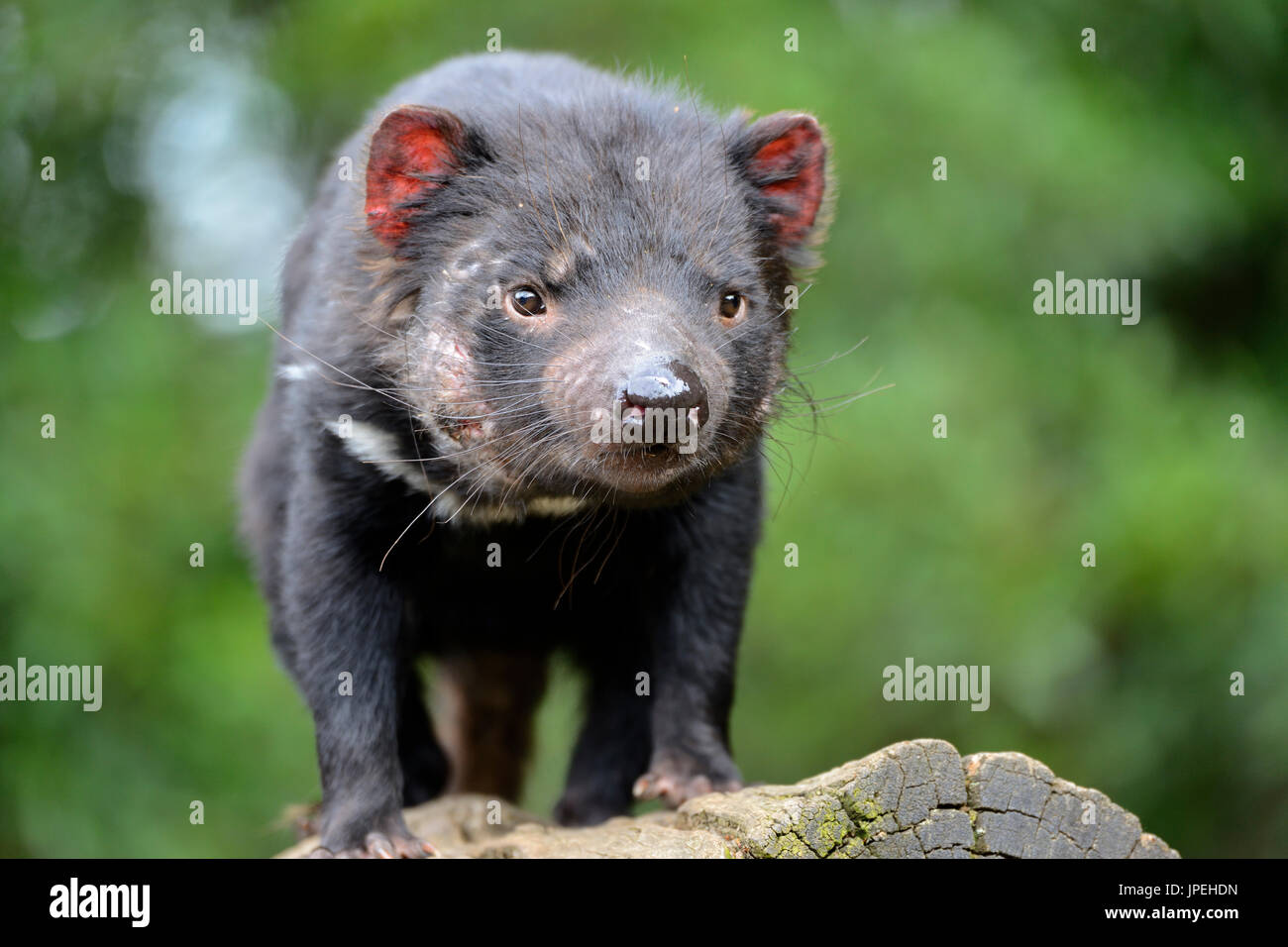 Tasmanian devil at the Tasmanian Devil Sanctuary at Cradle Mountain ...