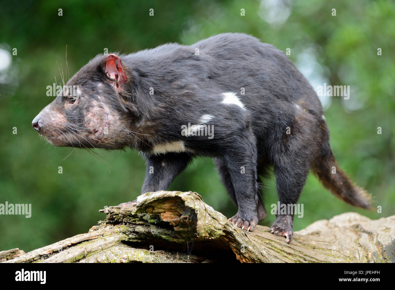 Tasmanian devil (Sarcophilus harrisii) at the Tasmanian Devil Sanctuary at Cradle Mountain ...