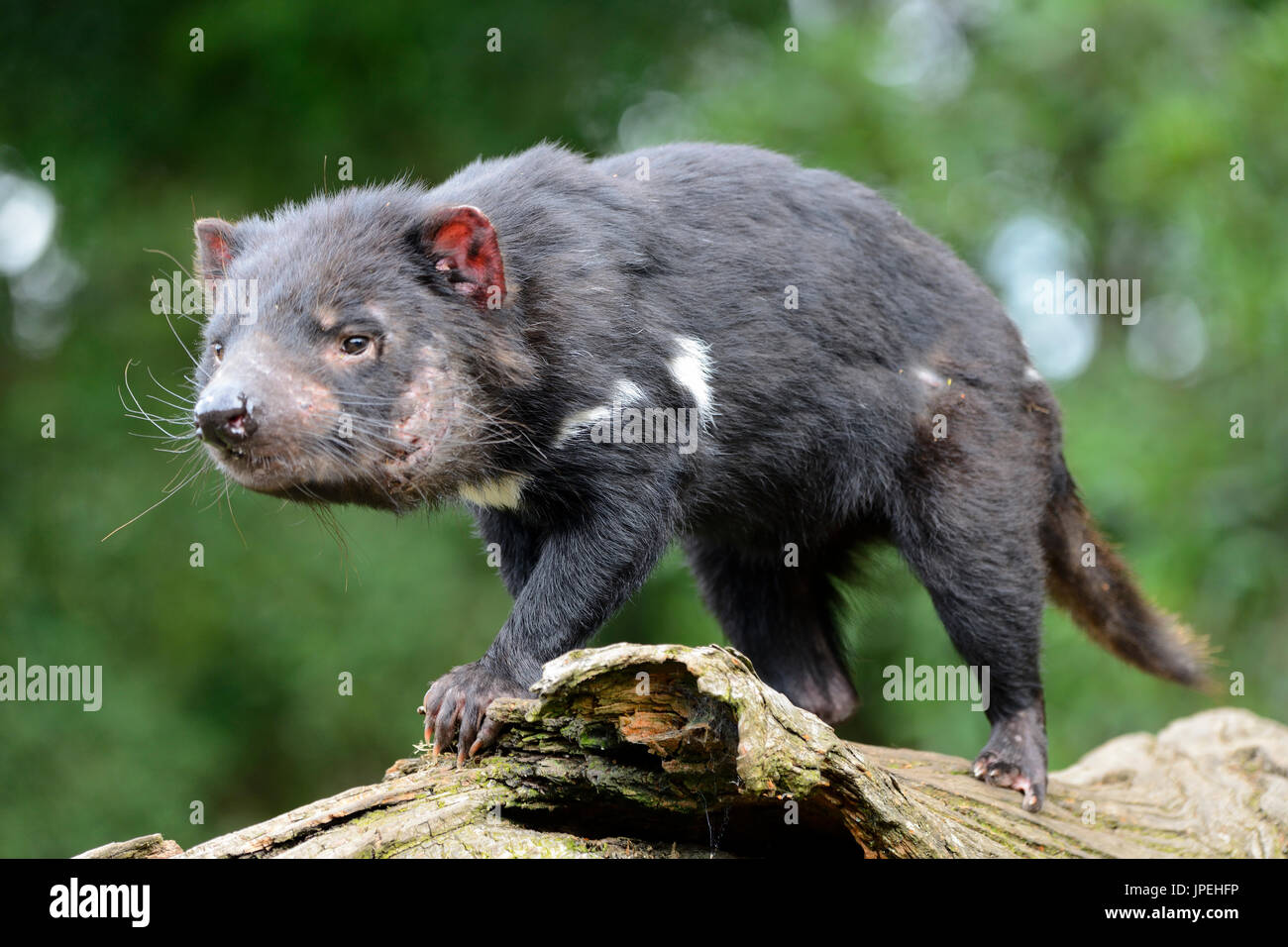 Tasmanian devil at the Tasmanian Devil Sanctuary at Cradle Mountain ...