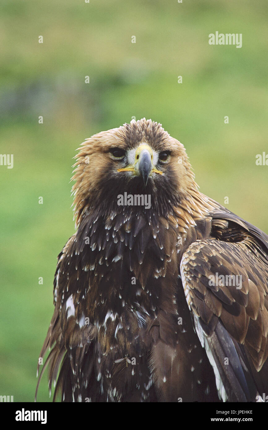 Golden eagle Aquila chrysaetos captive bird perched on a rock Scotland ...