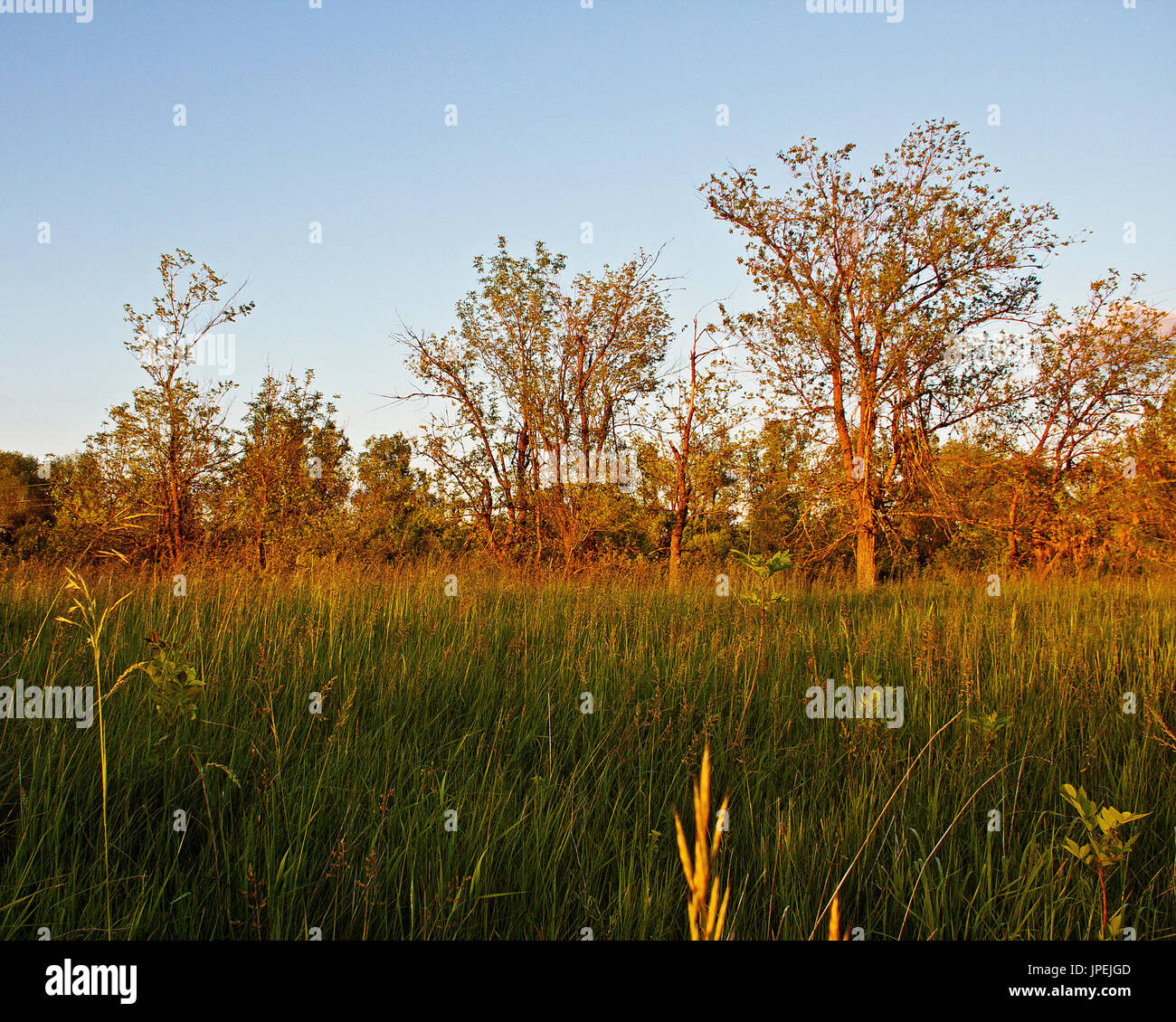 Beautiful edge of the evening forest in the rays of the setting sun ...