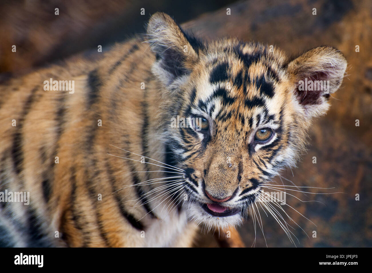 Bengal tiger cub hi-res stock photography and images - Alamy