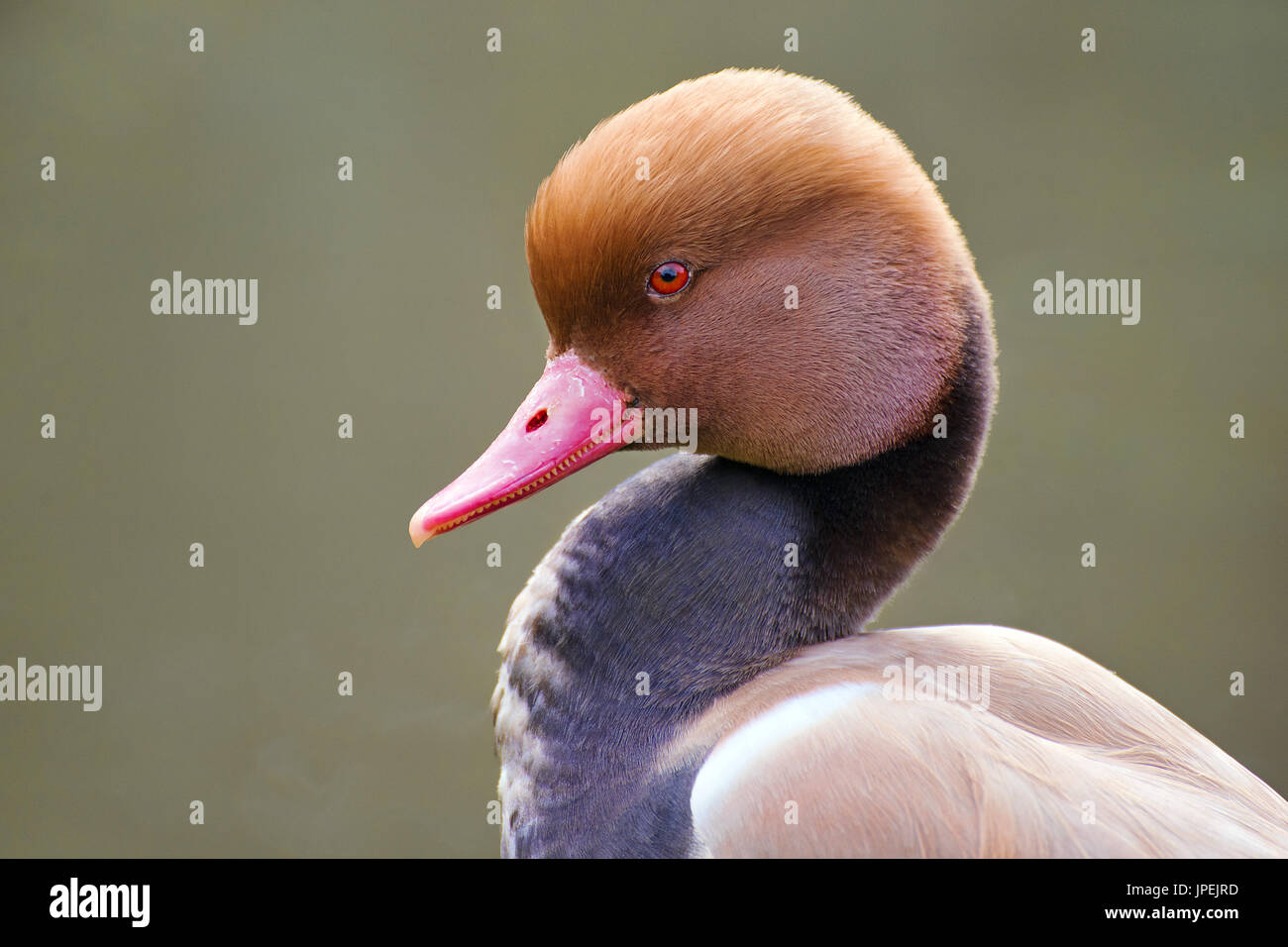 Red crested duck hi-res stock photography and images - Alamy