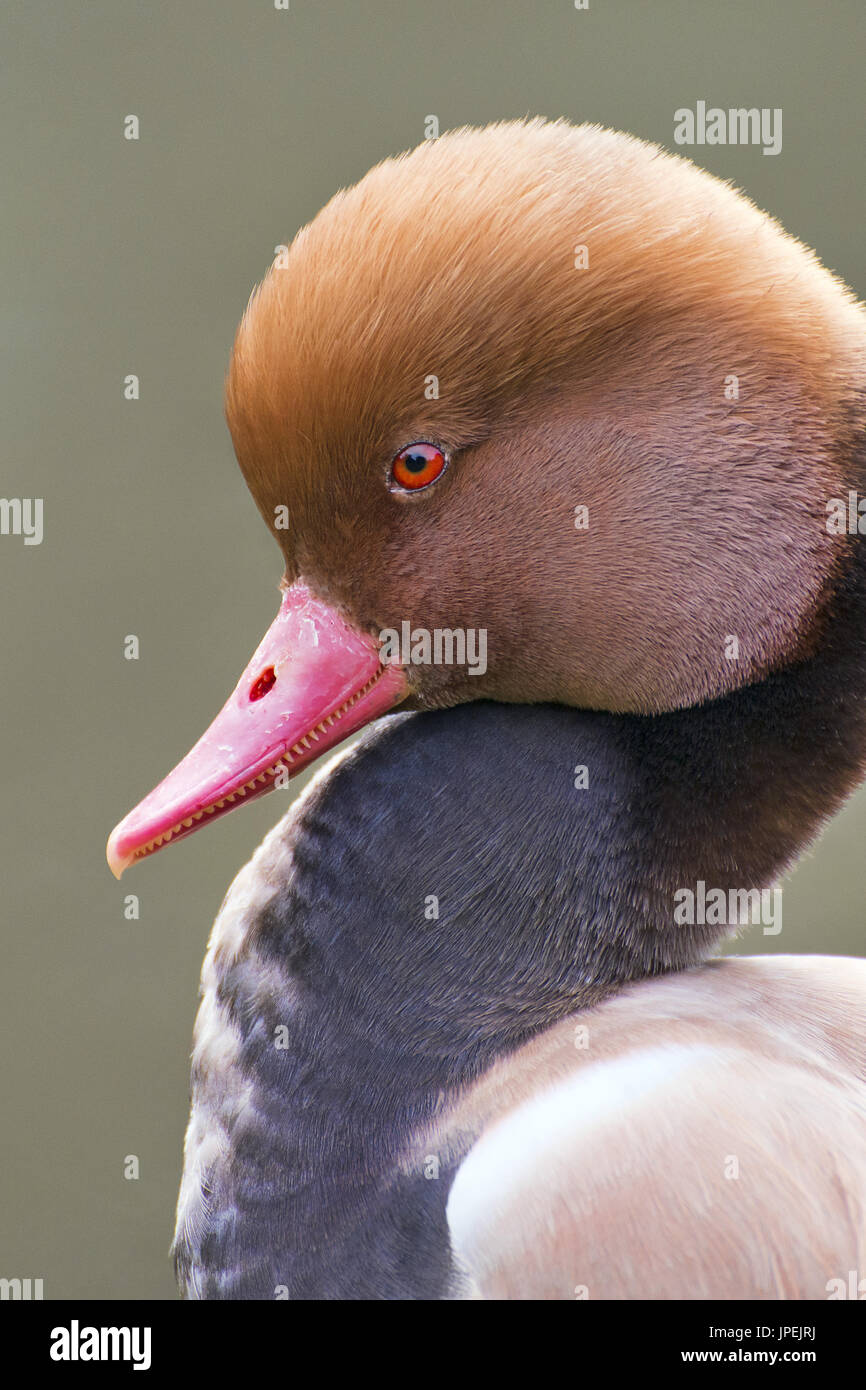 Male crested duck hi-res stock photography and images - Alamy