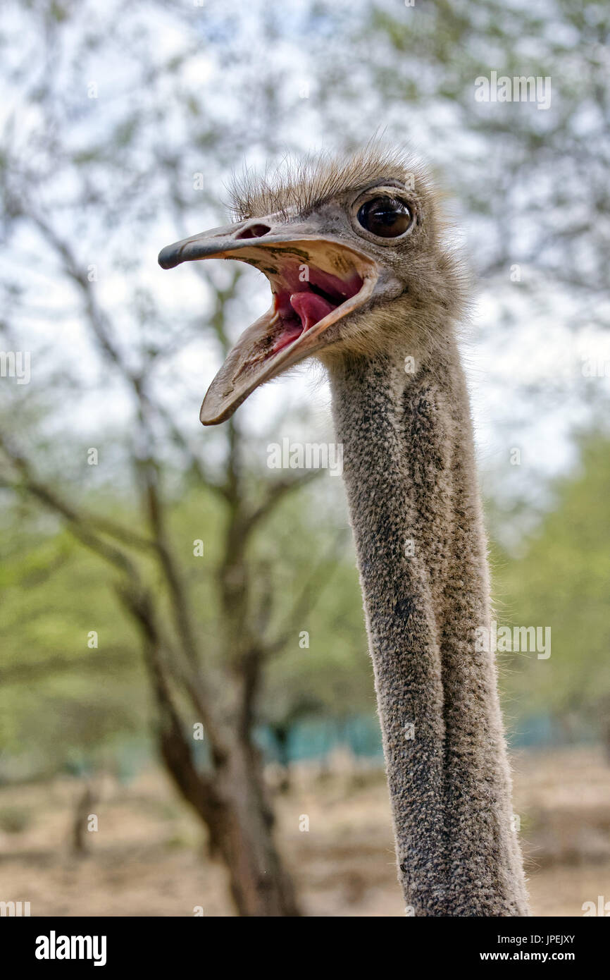 Ostrich - Struthio camelus Stock Photo - Alamy