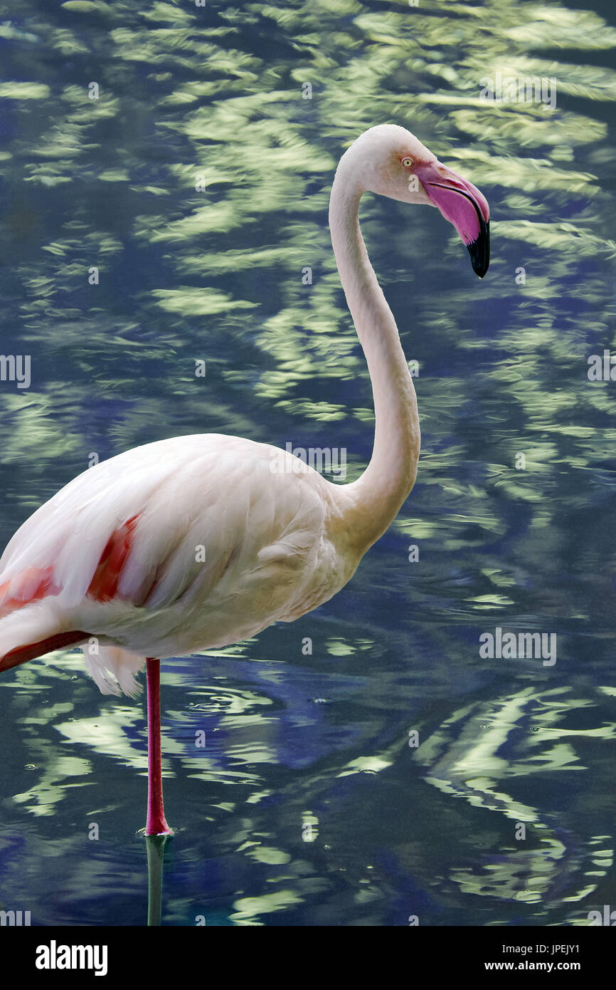 Greater phoenicopterus hi-res stock photography and images - Alamy