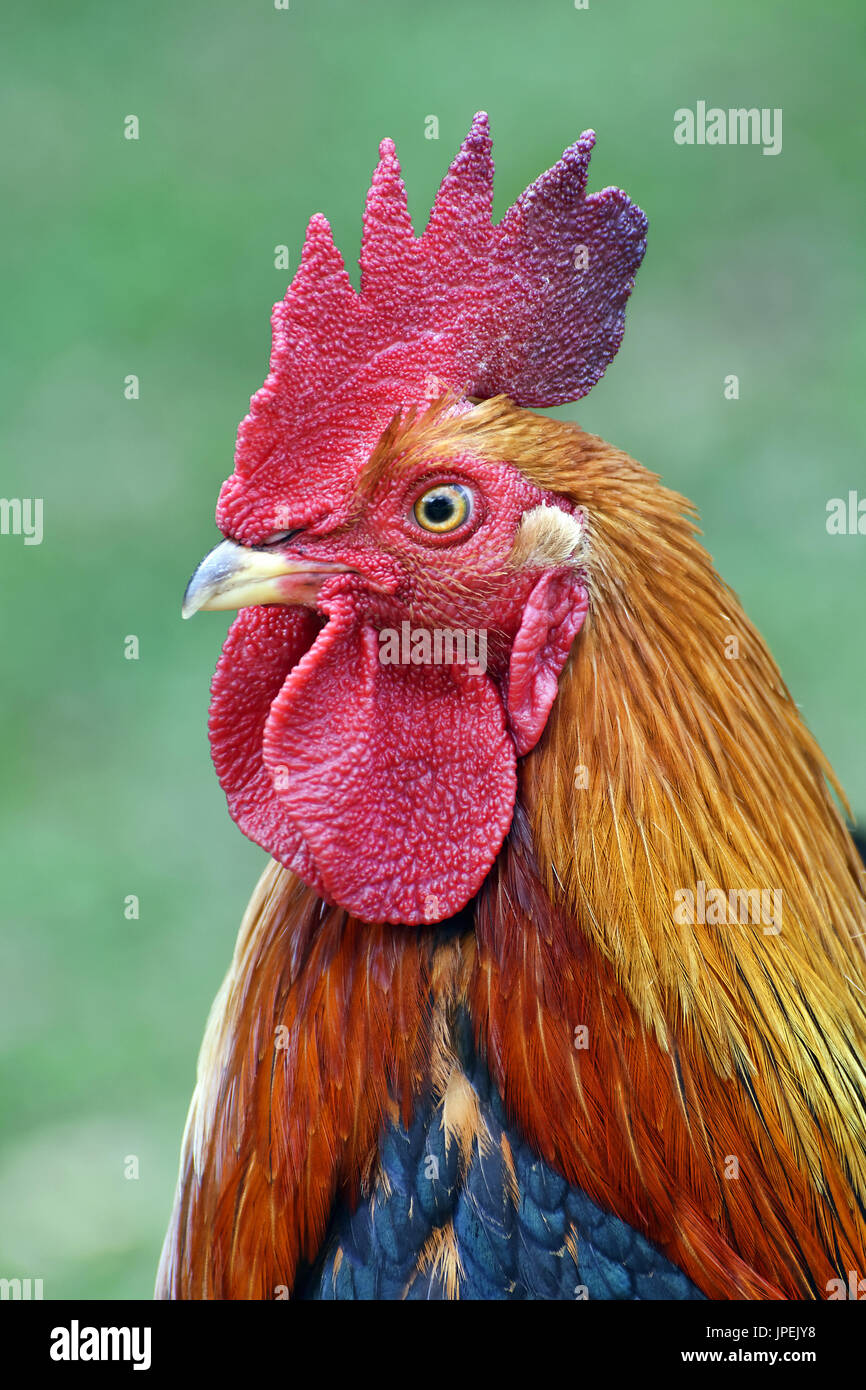 Rooster - Gallus gallus domesticus Stock Photo - Alamy