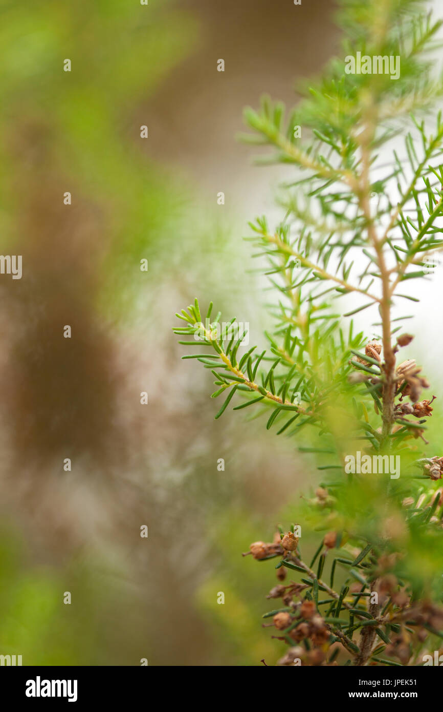 Flora of Gran Canaria - Erica arborea, giant heather, natural macro ...