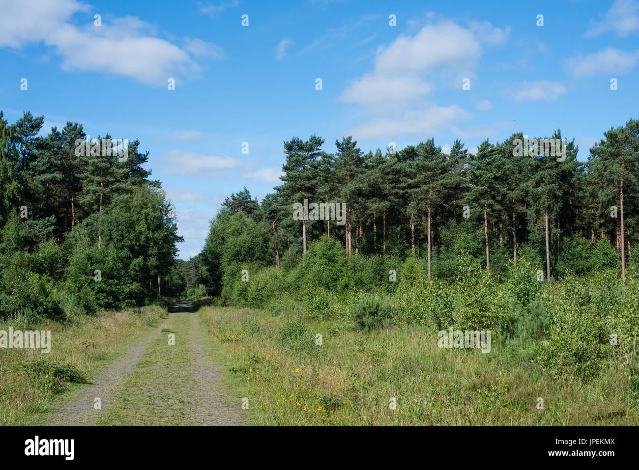 Allerthorpe woods hi-res stock photography and images - Alamy