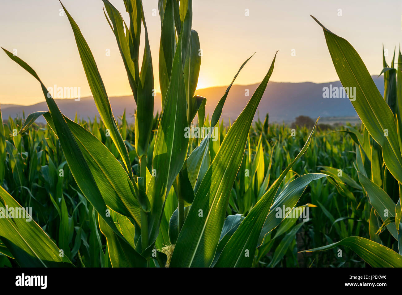 Field young corn plantation hi-res stock photography and images - Alamy