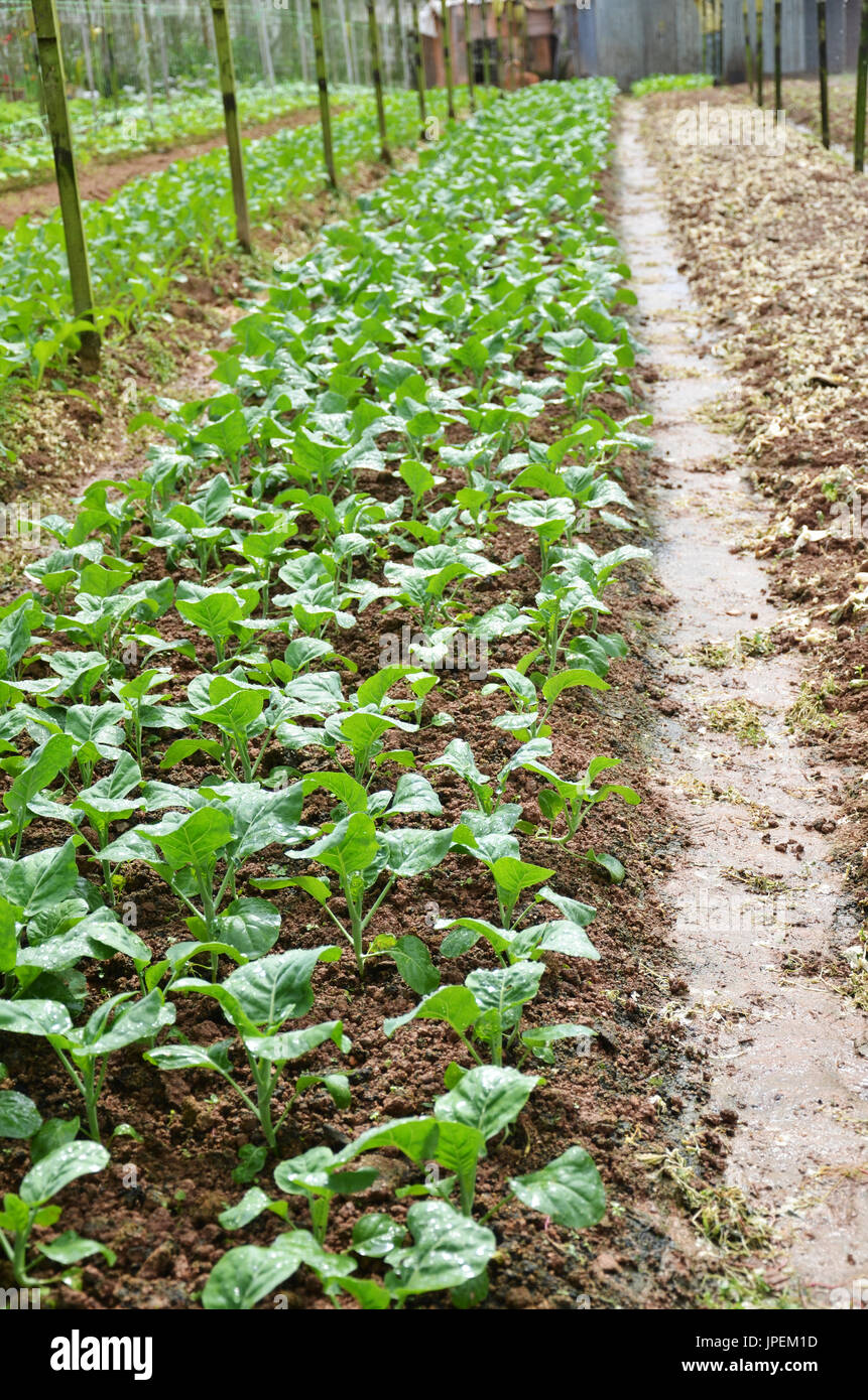 Vegetable Farms in Cameron Highlands. Vegetable farms are located ...