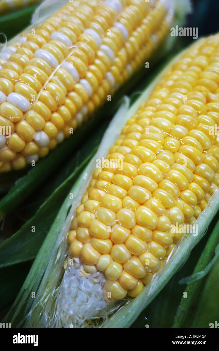 Yellow and white corn cobs from Cameron Highlands Malaysia Stock Photo ...