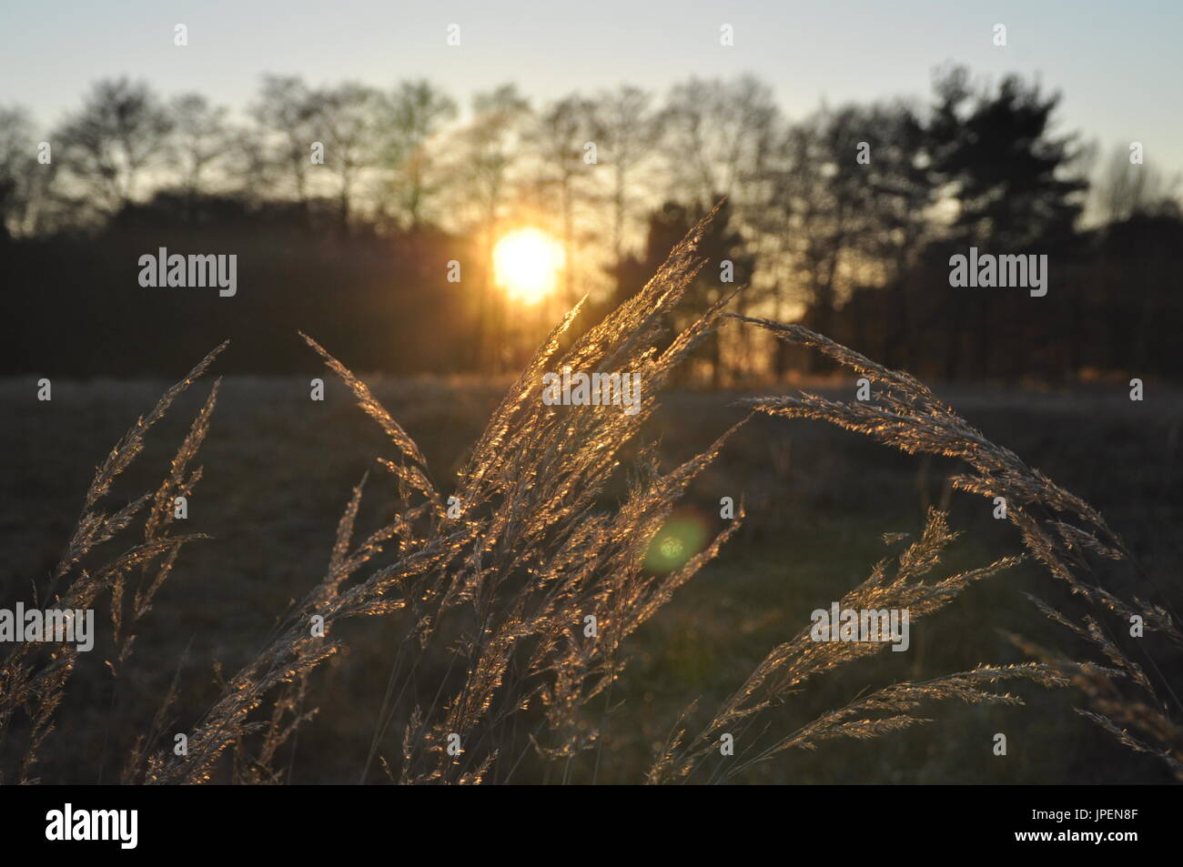 Sunset seen through Feather Reed Grass with Trees in the Backgorund ...