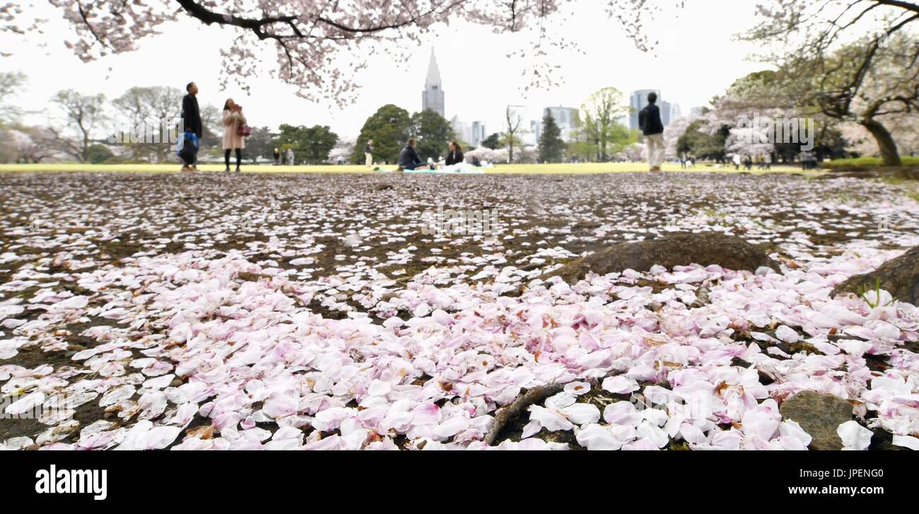 Fallen cherry blossoms litter the ground at Shinjuku Gyoen National ...