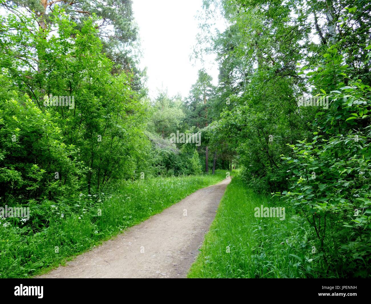 Road in the forest, in the park, in the arboretum. Summer day. From ...