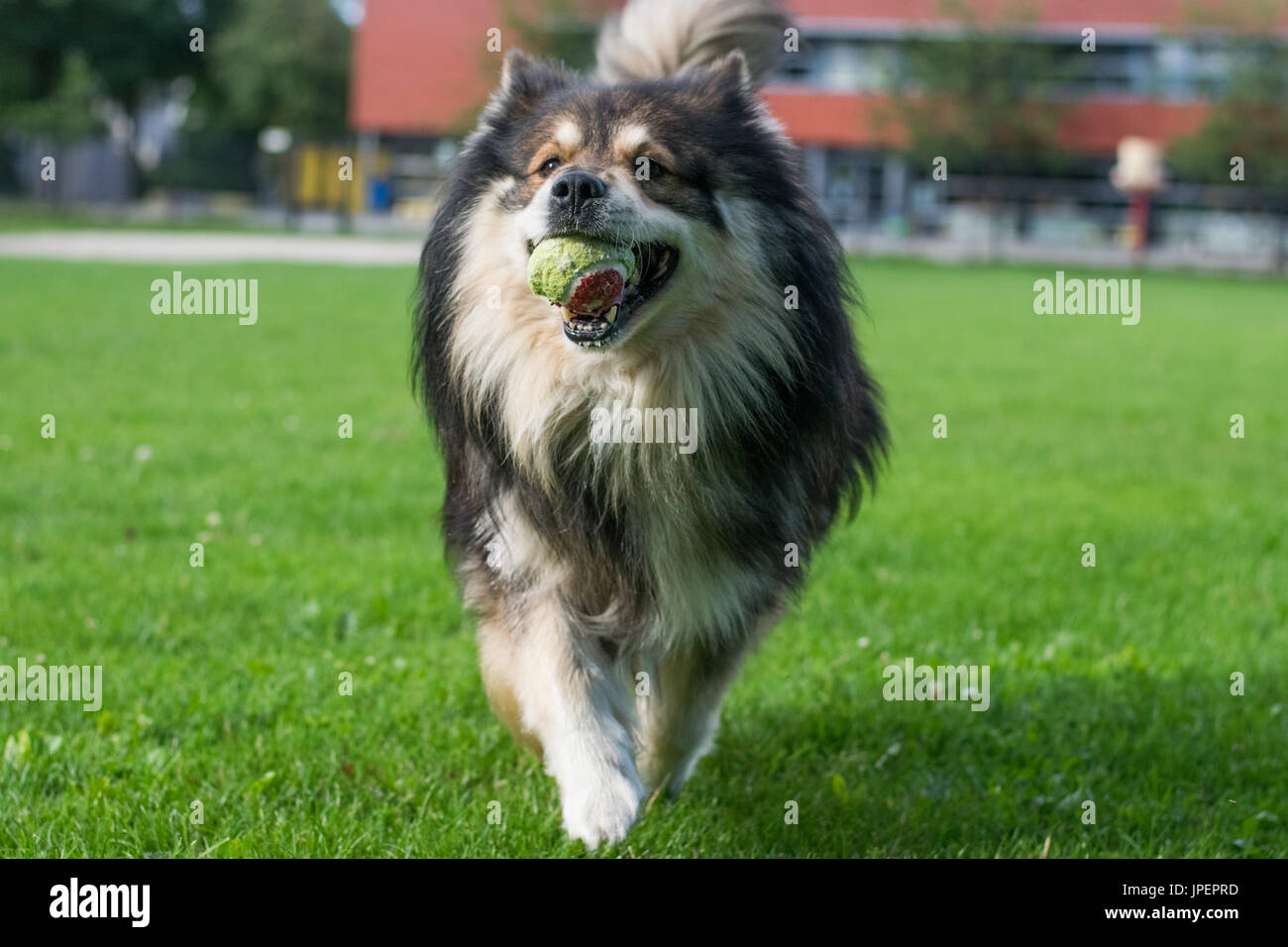 Dog and ball Stock Photo - Alamy