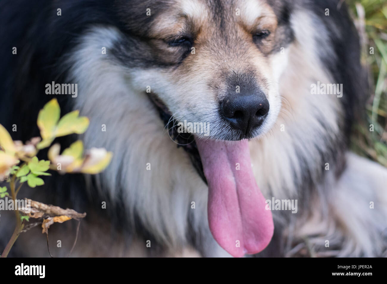 Happy finish hi-res stock photography and images - Alamy