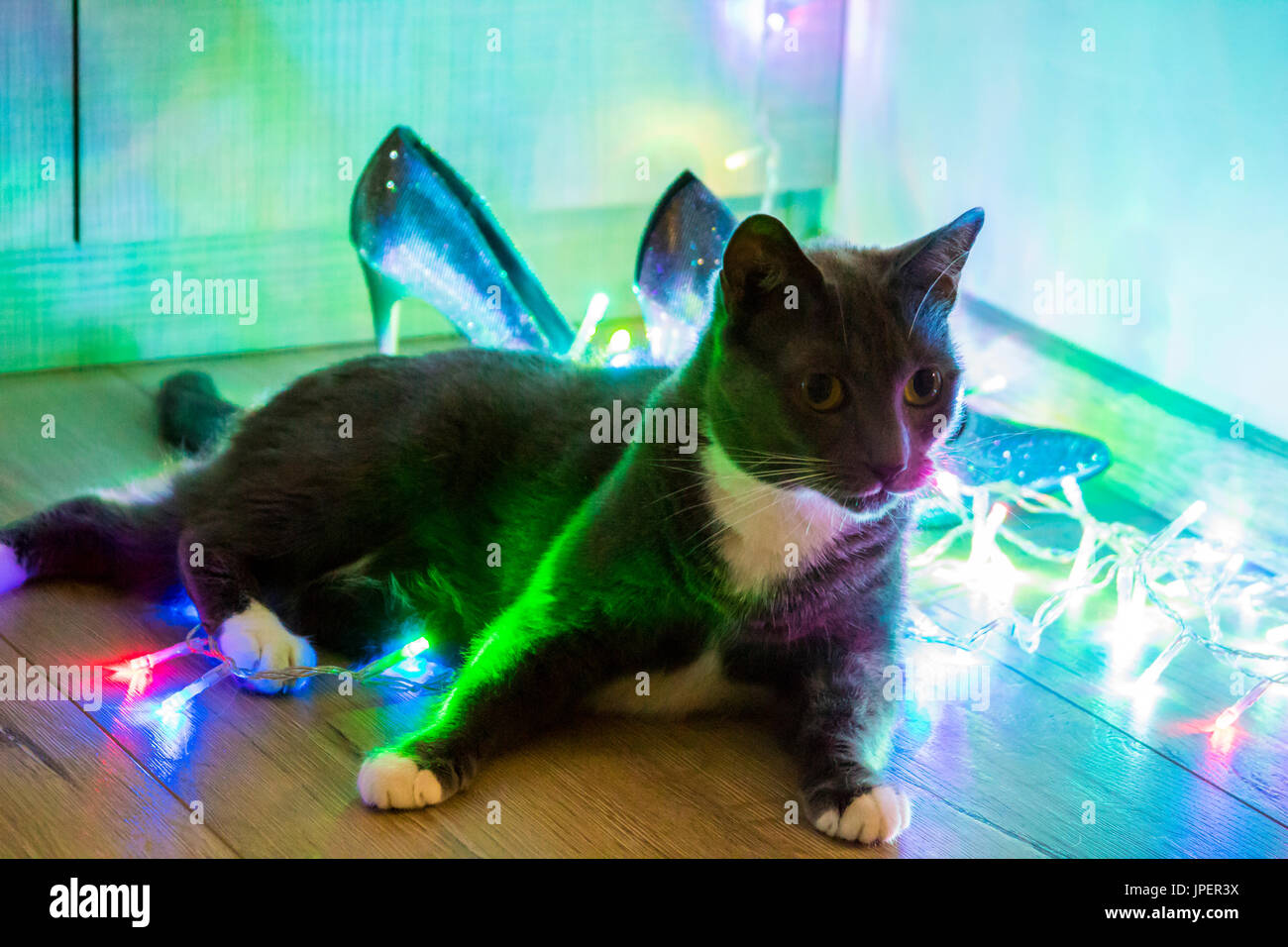 My cat is having a fashion week Stock Photo - Alamy