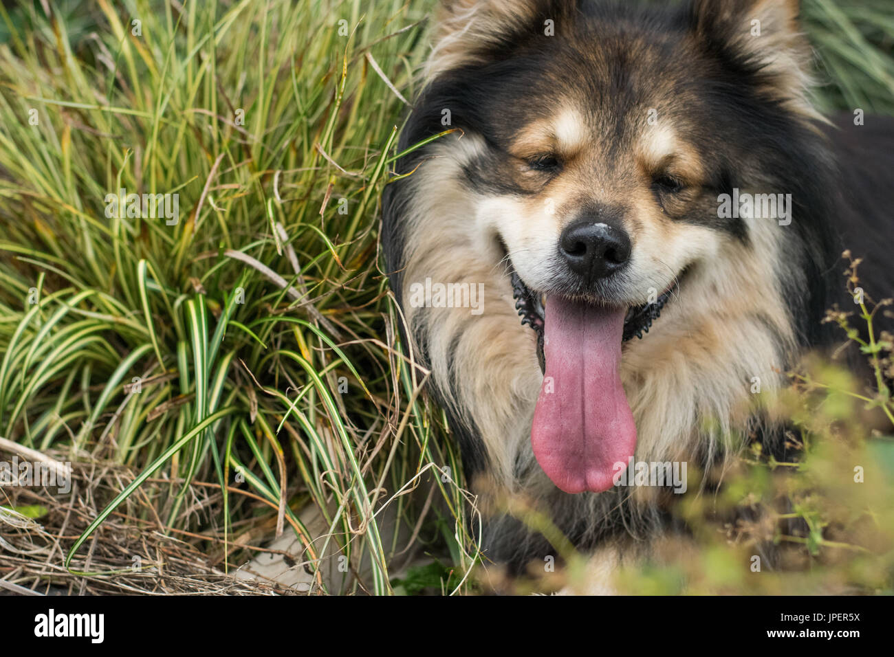 Happy finish hi-res stock photography and images - Alamy