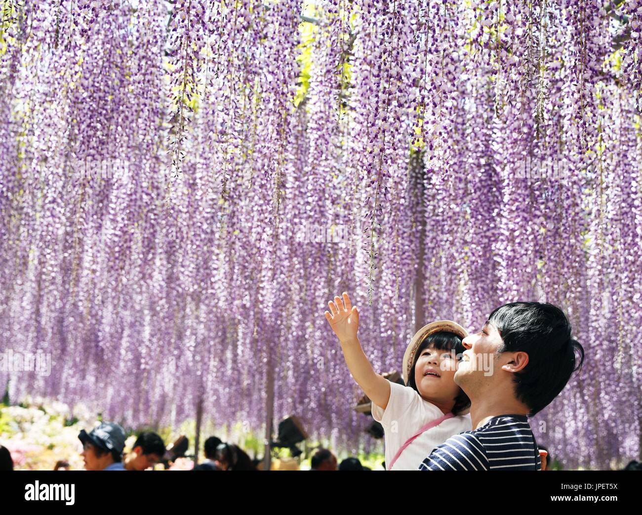 Visitors enjoy wisteria flowers at Ashikaga Flower Park in Ashikaga ...