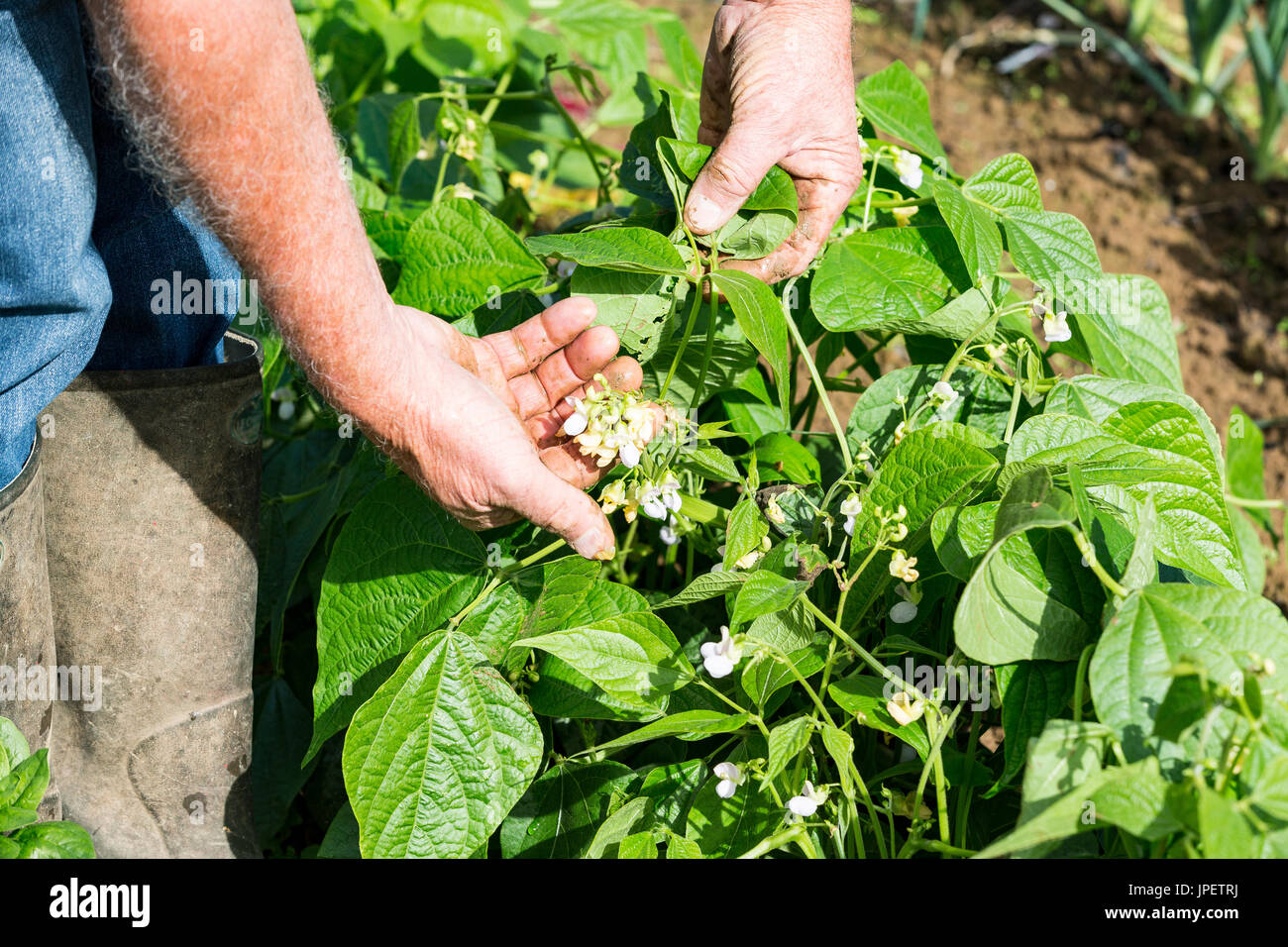 Hands of gardener showing flowers of the green Pea Beans Pod Plant, not ...