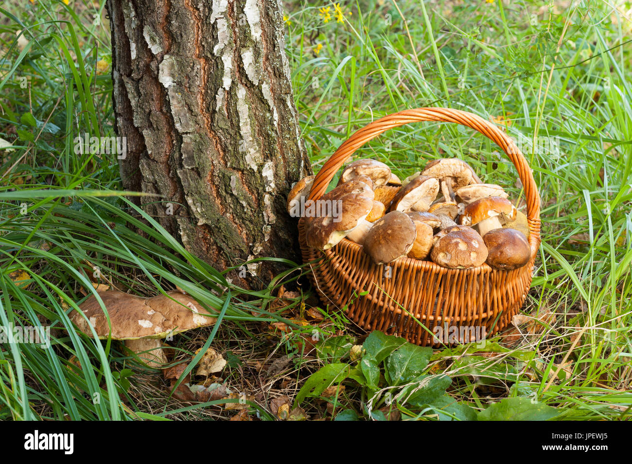 Close Up Wicker Basket With Edible Mushrooms And Growing Large Mushroom ...