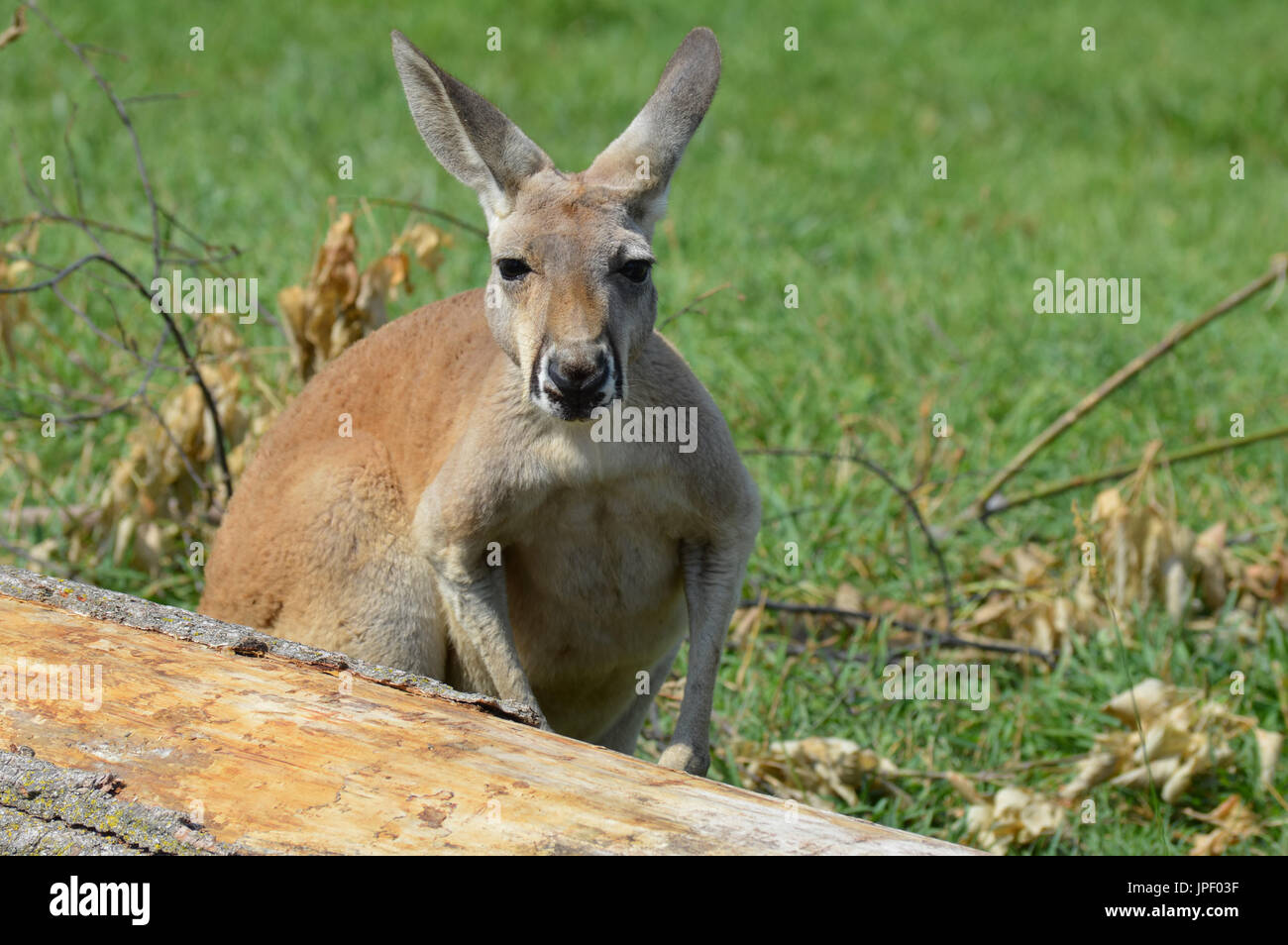 Kangaroo face hi-res stock photography and images - Alamy