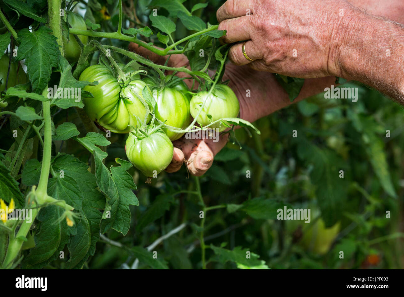Man hands in tomatoes plants showing tomatoes Stock Photo - Alamy