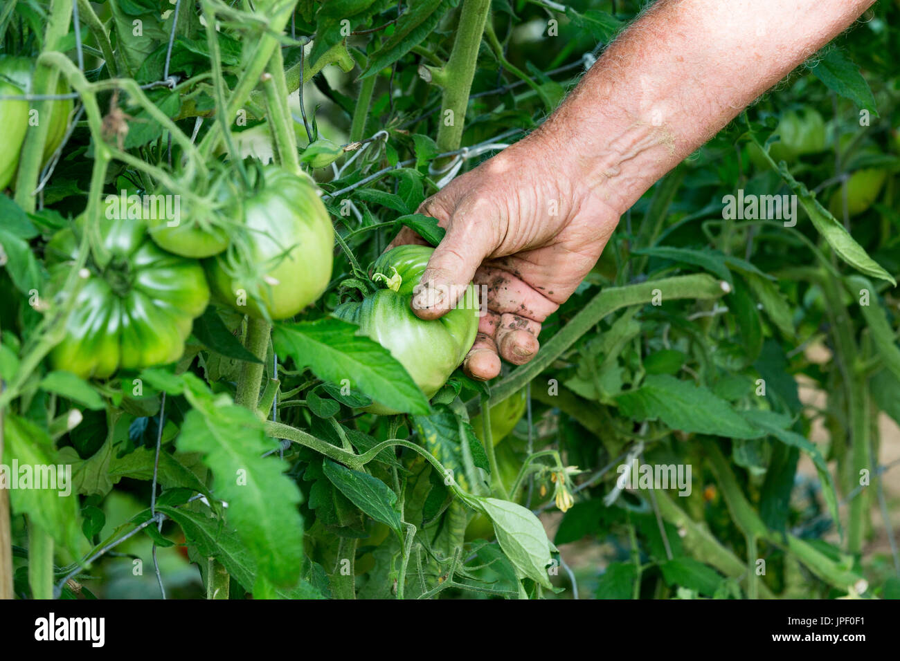 Man hands in tomatoes plants showing tomatoes Stock Photo - Alamy