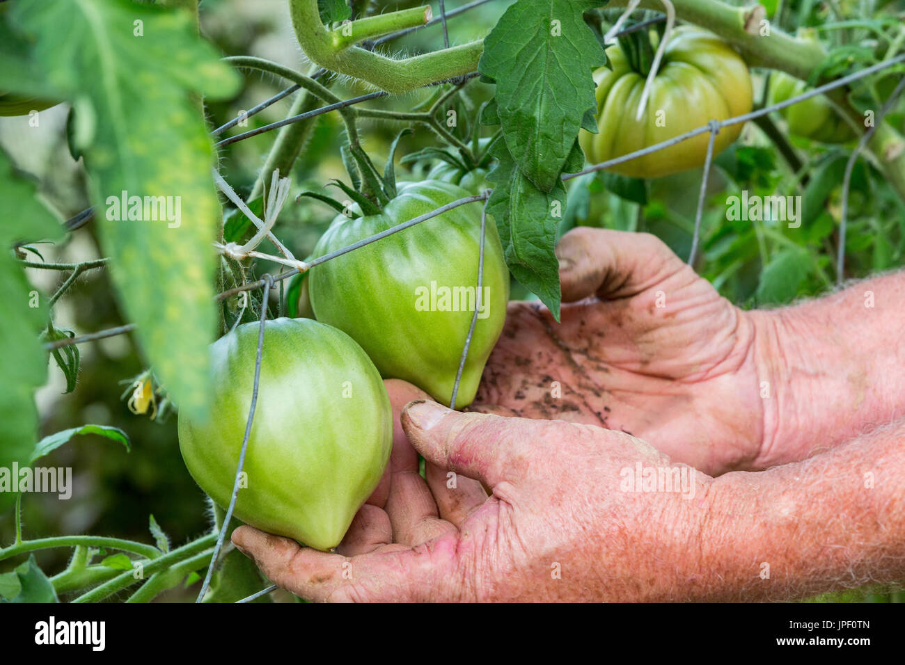 Tomato crop in a field at homestead hi-res stock photography and images ...